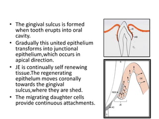 Gingiva | PPTX