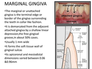 Gingiva | PPTX
