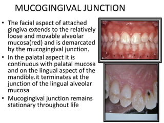 Alveolar Mucosa Definition