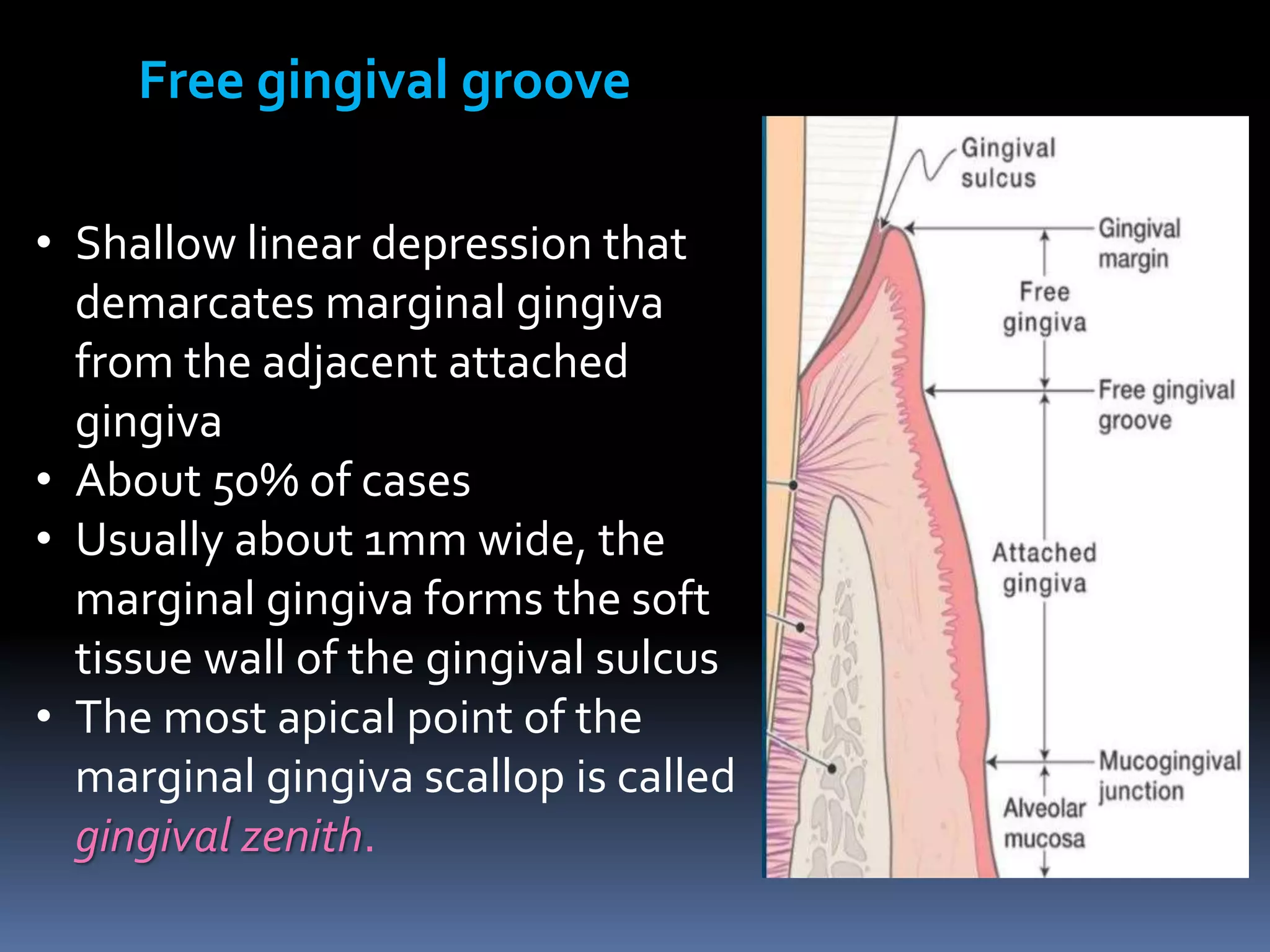 Gingiva | PPTX