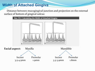 Gingiva. | PPTX
