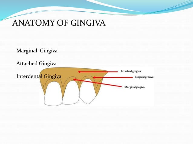 Gingiva. | PPT