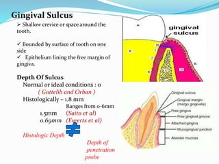Gingiva. | PPT