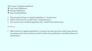 Gingiva | PPTX