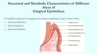 Gingiva | PPTX