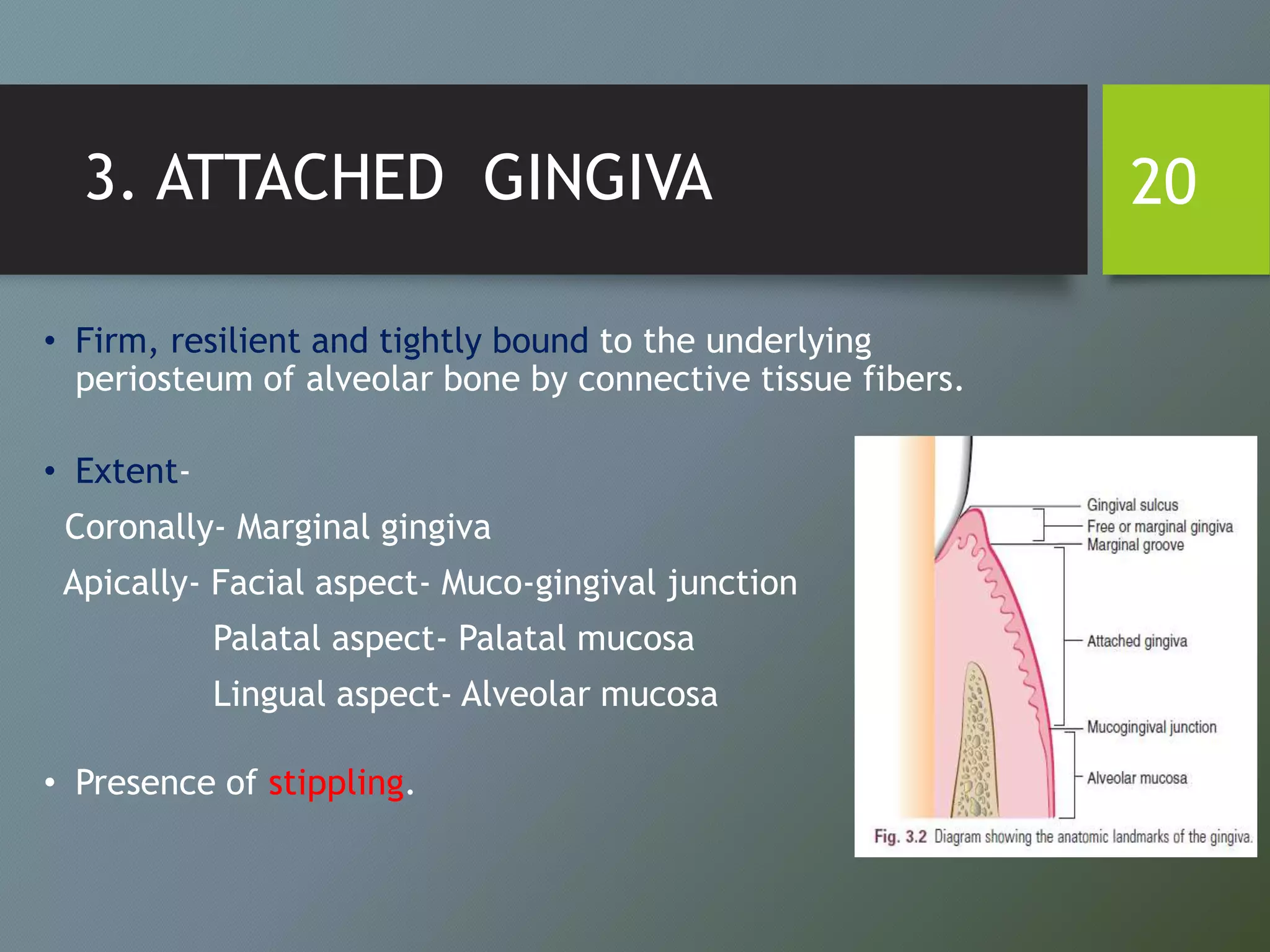 GINGIVA.pptx