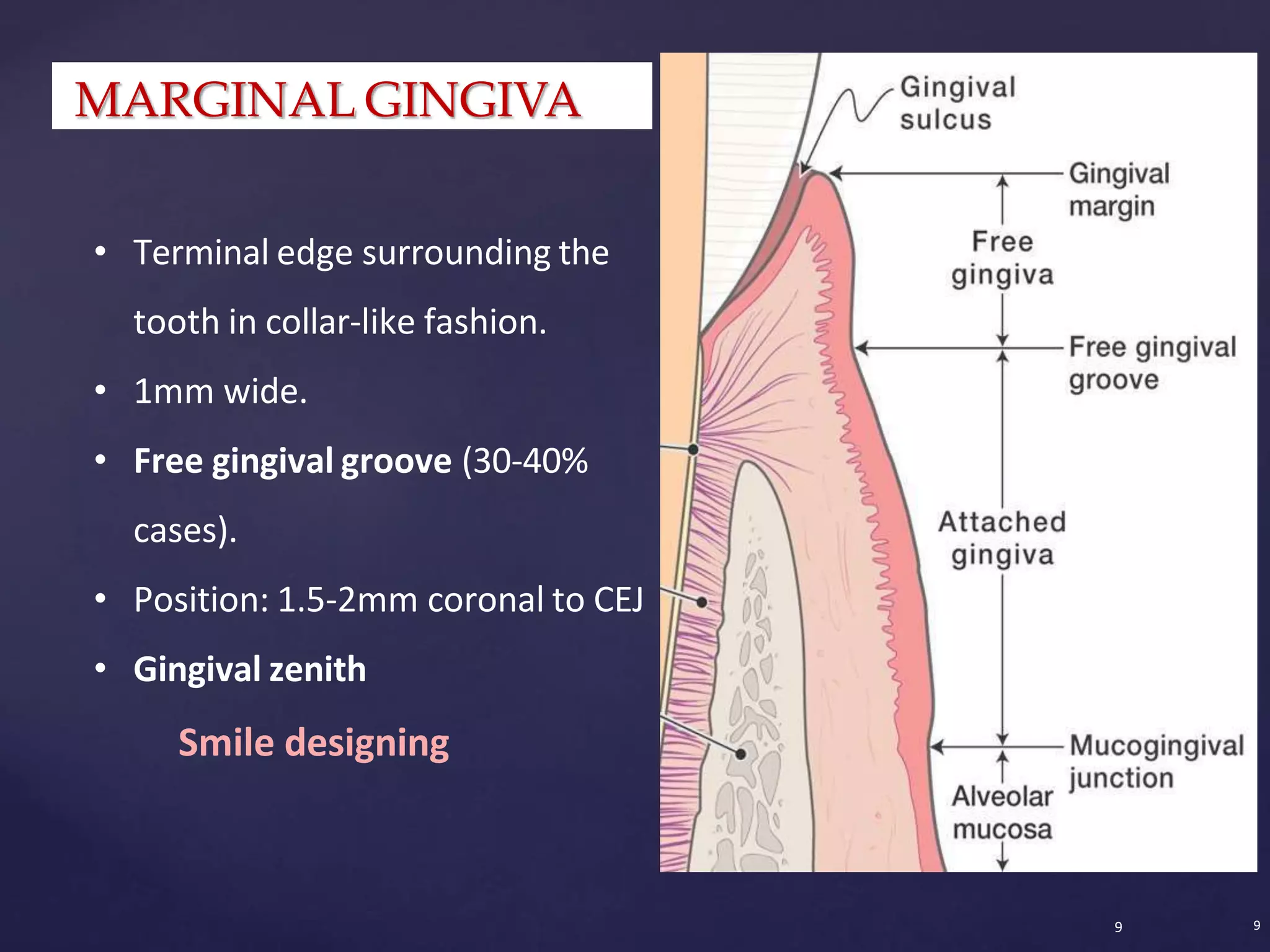 Gingiva. Lilly & Bong.pptx