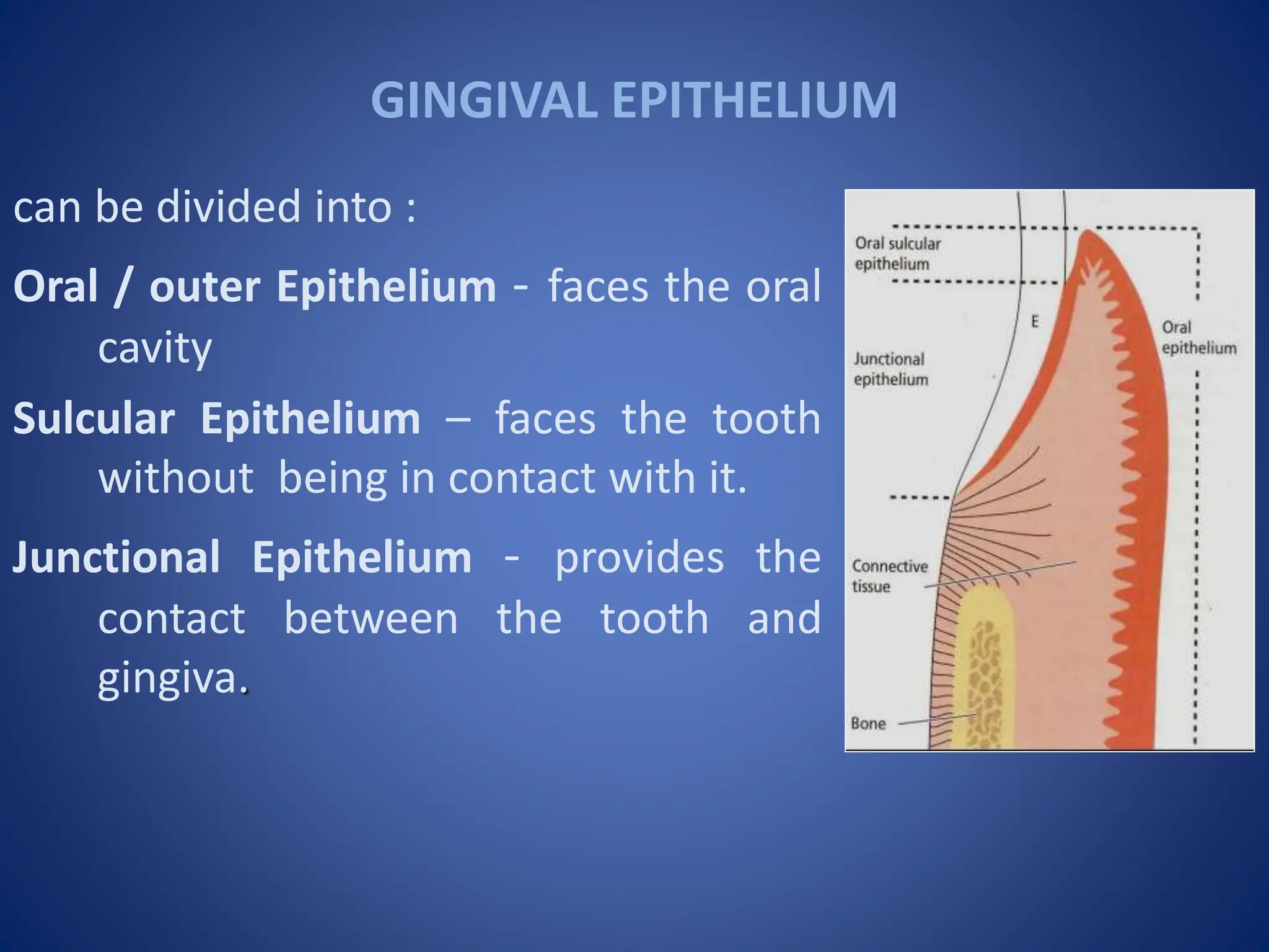 Anatomy of gingival microscopy and gingival epithelium | PPTX