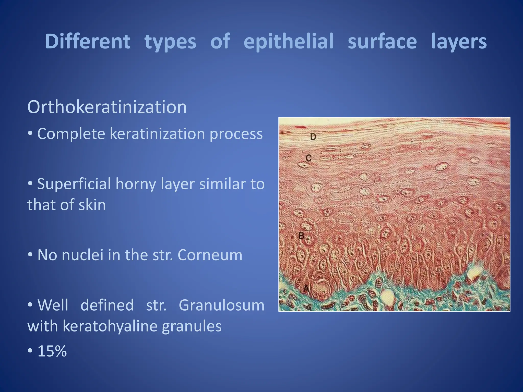 Anatomy of gingival microscopy and gingival epithelium | PPTX