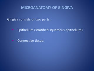 Anatomy of gingival microscopy and gingival epithelium | PPTX