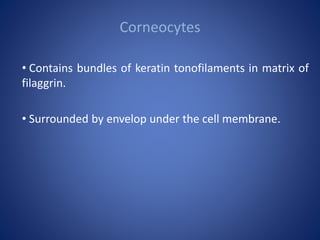 Anatomy of gingival microscopy and gingival epithelium | PPTX