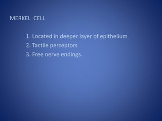 Anatomy of gingival microscopy and gingival epithelium | PPTX