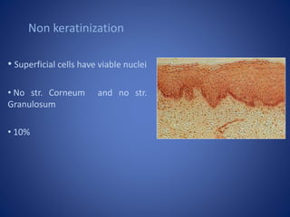 Anatomy of gingival microscopy and gingival epithelium | PPTX