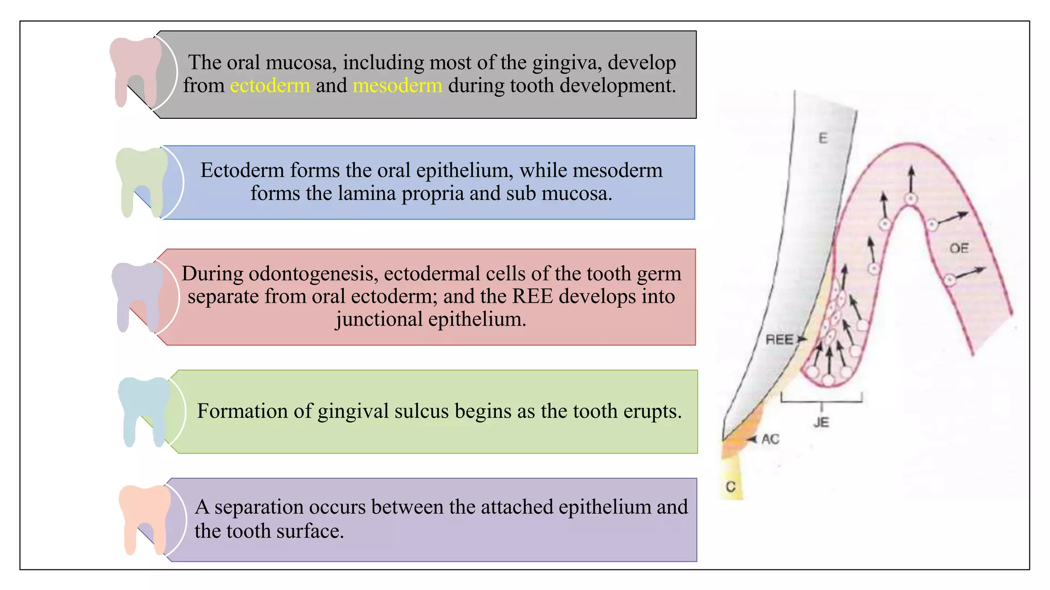 Gingiva Periodontology | PPTX
