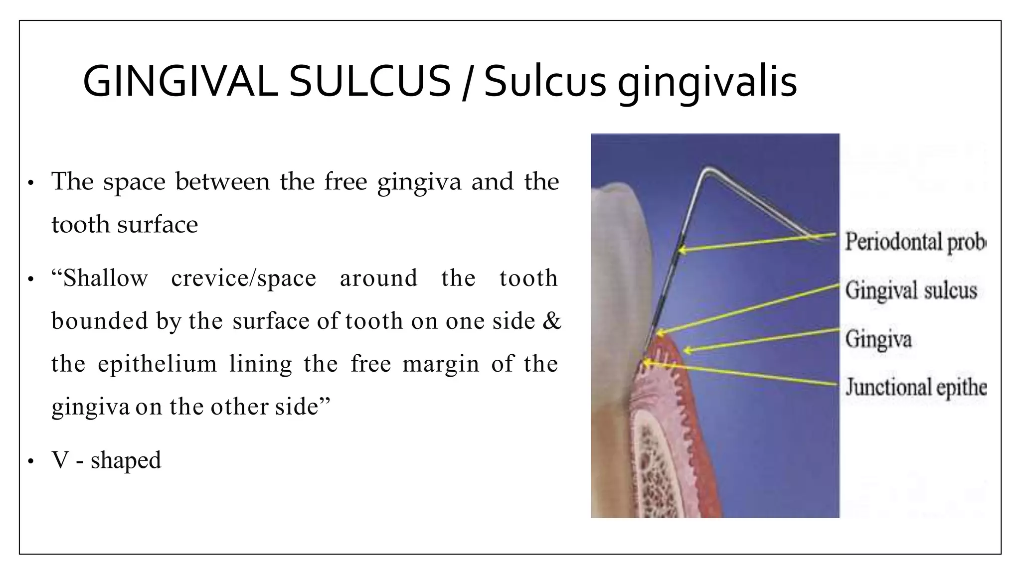 Gingiva Periodontology | PPTX
