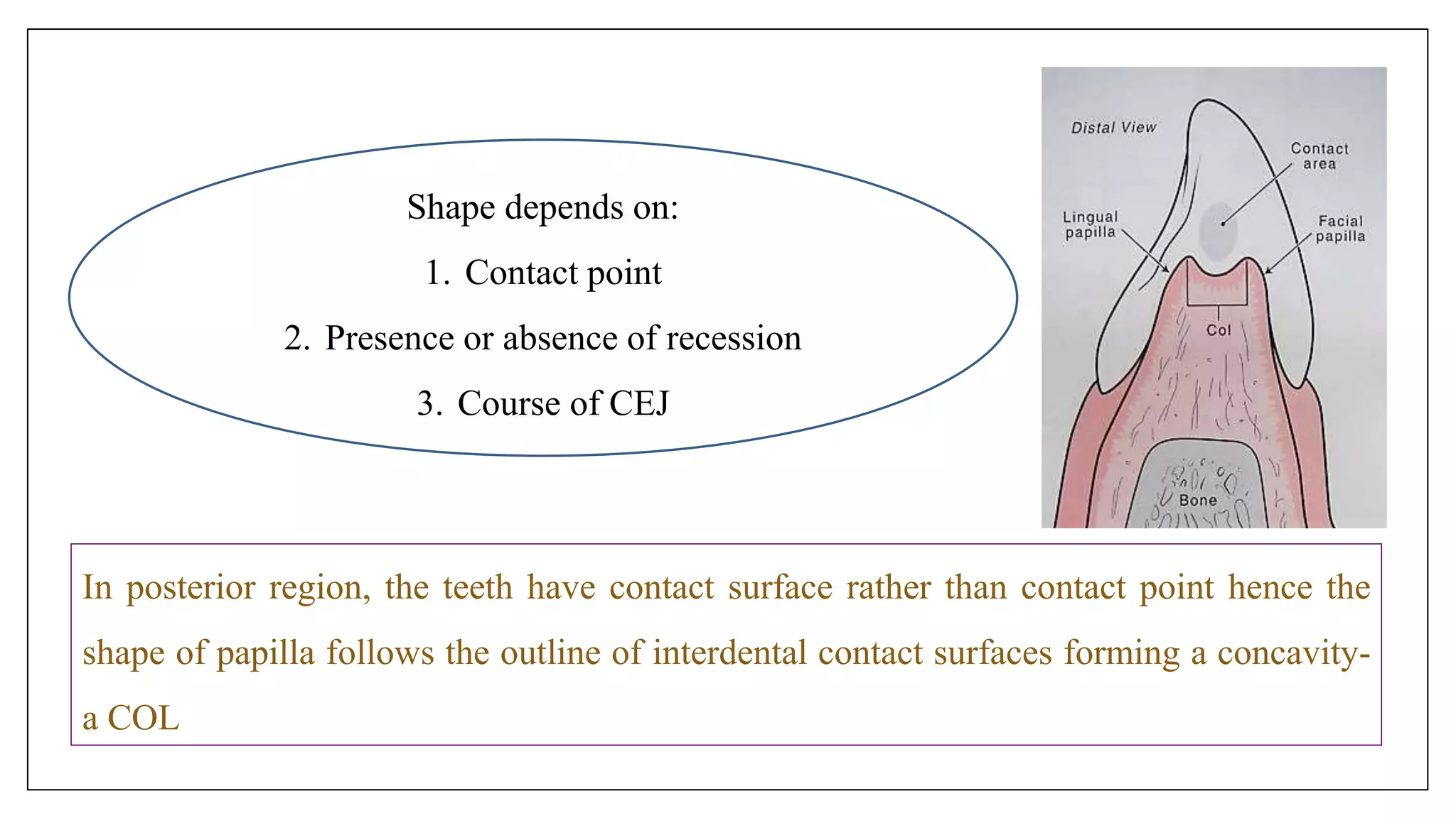 Gingiva Periodontology | PPTX