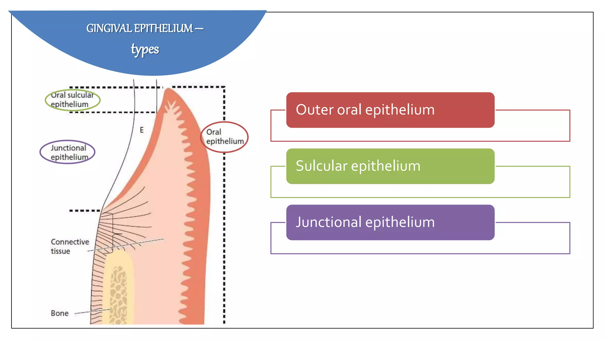 Gingiva Periodontology | PPTX