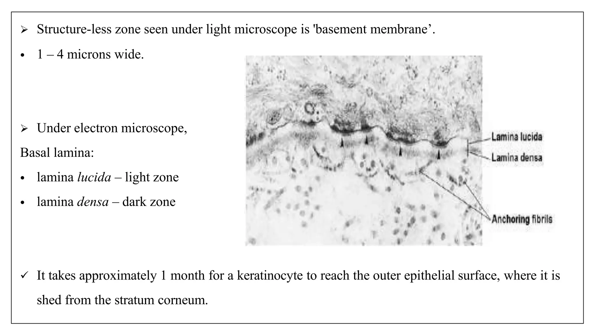 Gingiva Periodontology | PPTX