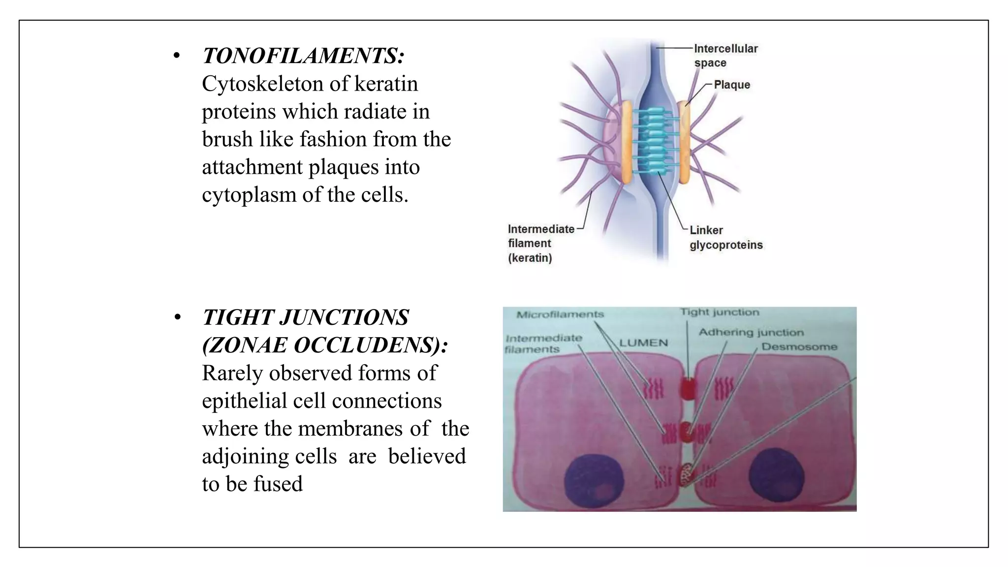Gingiva Periodontology | PPTX