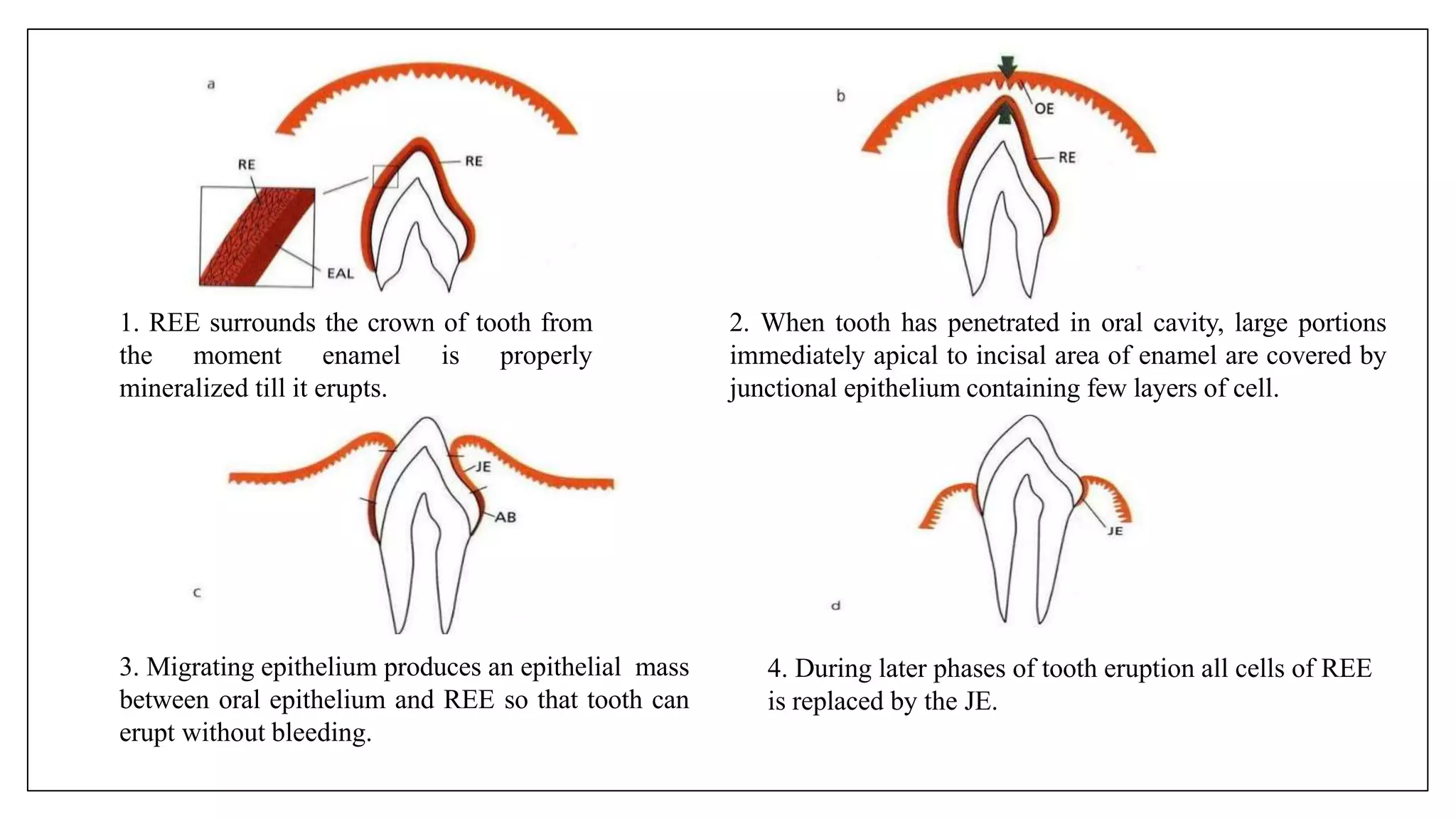 Gingiva Periodontology | PPTX