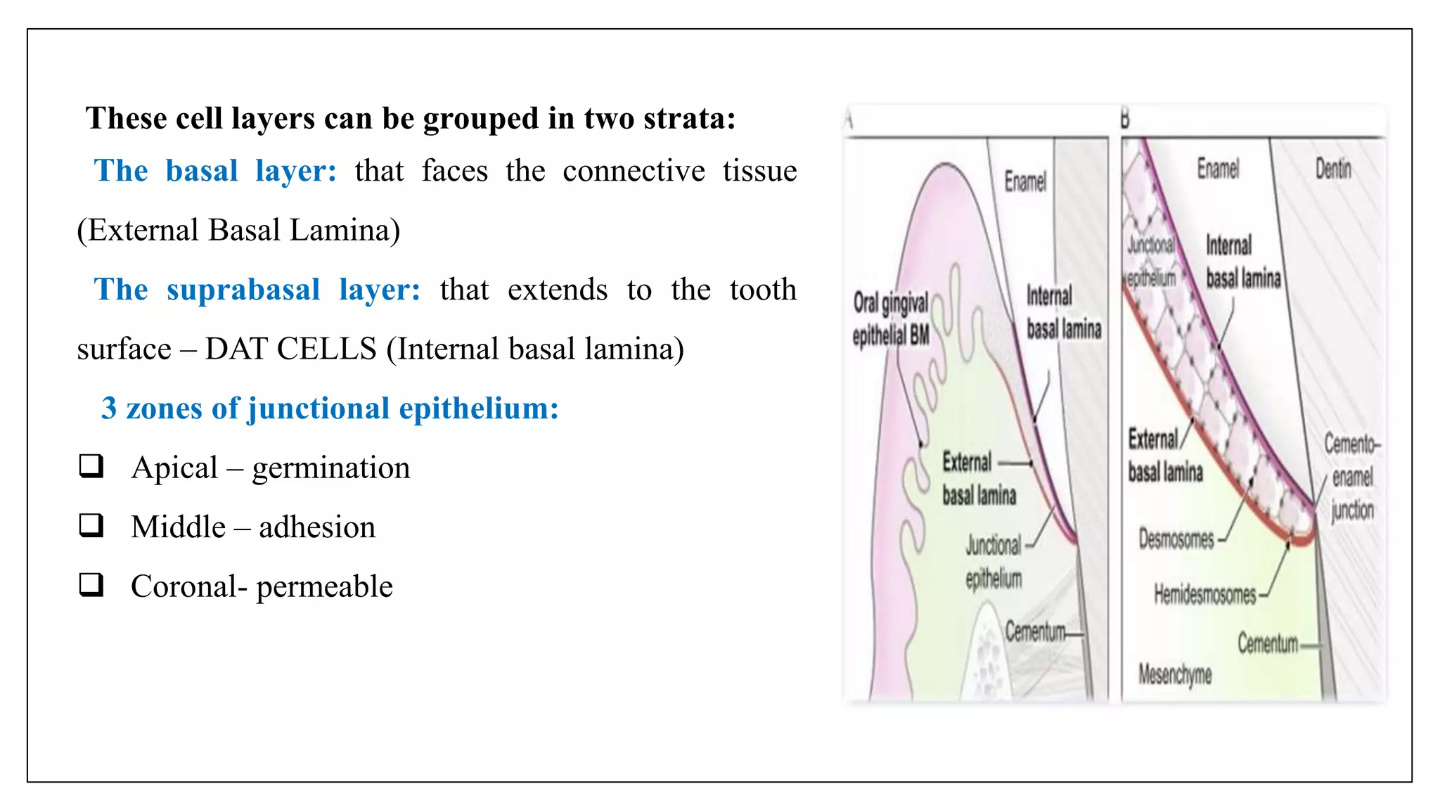 Gingiva Periodontology | PPTX