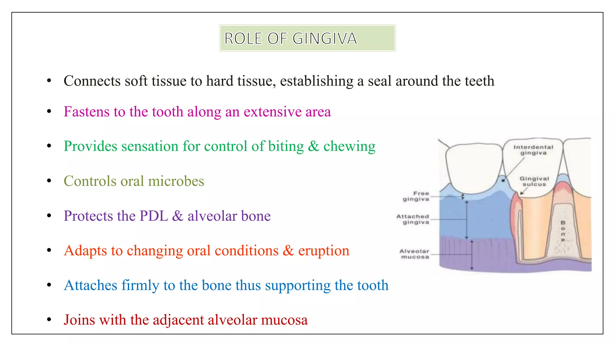 Gingiva Periodontology | PPTX
