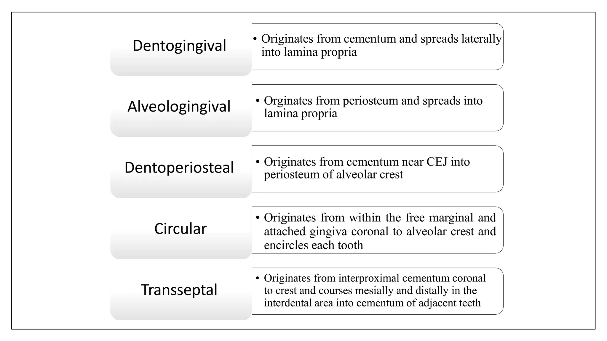 Gingiva Periodontology | PPTX