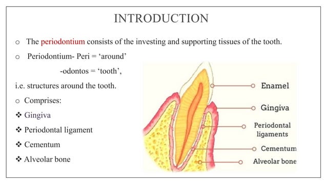 Gingiva Periodontology | PPTX | Dental Health | Diseases and Conditions
