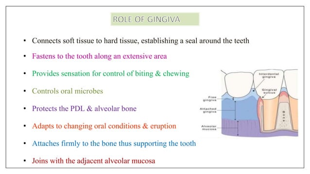 Gingiva Periodontology | PPTX | Dental Health | Diseases and Conditions