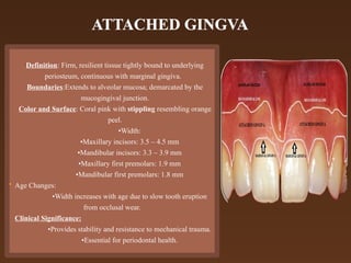 GINGIVA ( the part of periodontium) .pptx