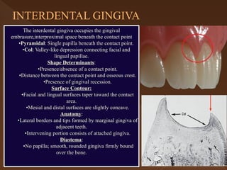 GINGIVA ( the part of periodontium) .pptx