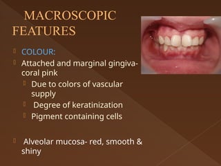 GINGIVA ( the part of periodontium) .pptx