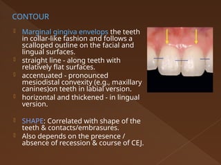 GINGIVA ( the part of periodontium) .pptx