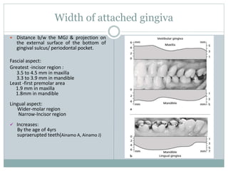 Gingiva | PPTX