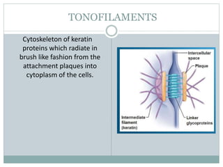 Gingiva | PPTX | Dental Health | Diseases and Conditions