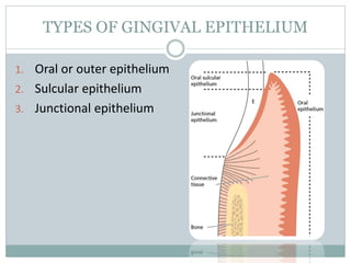 Gingiva | PPTX