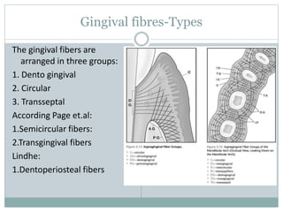 Gingiva | PPTX