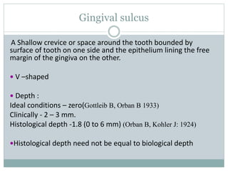 Gingiva | PPTX