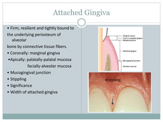 Gingiva | PPTX