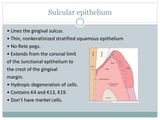 Sulcular Epithelium Histology
