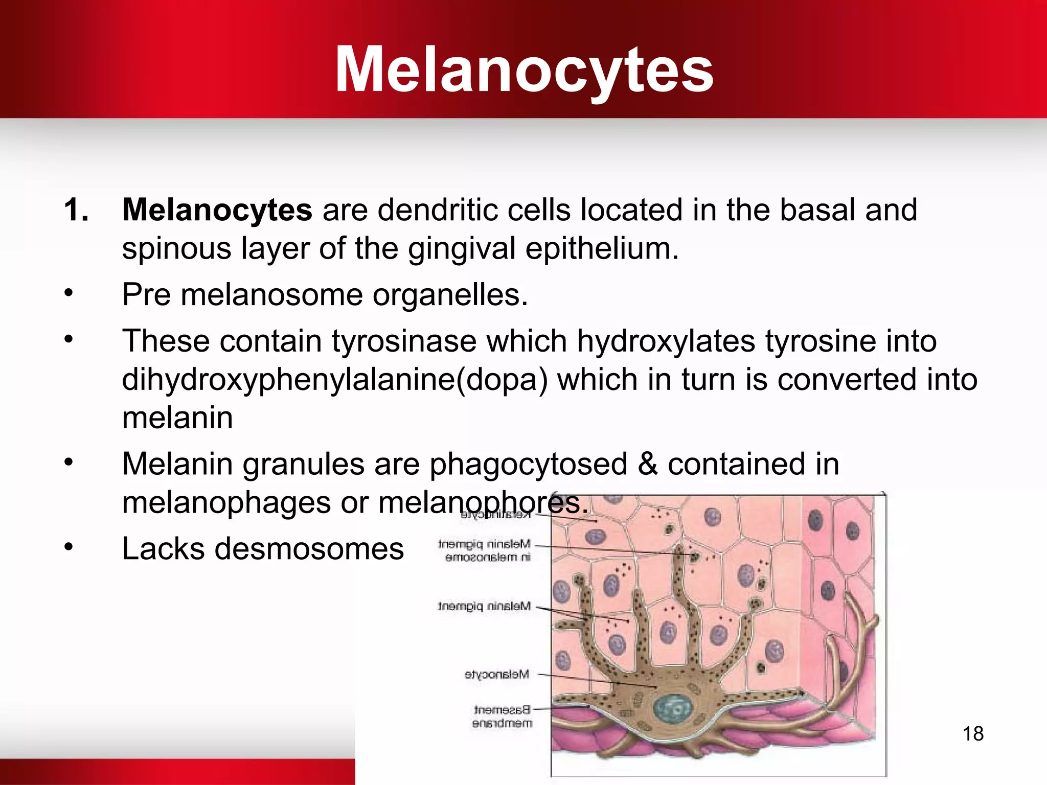Gingiva in health and disease | PPT