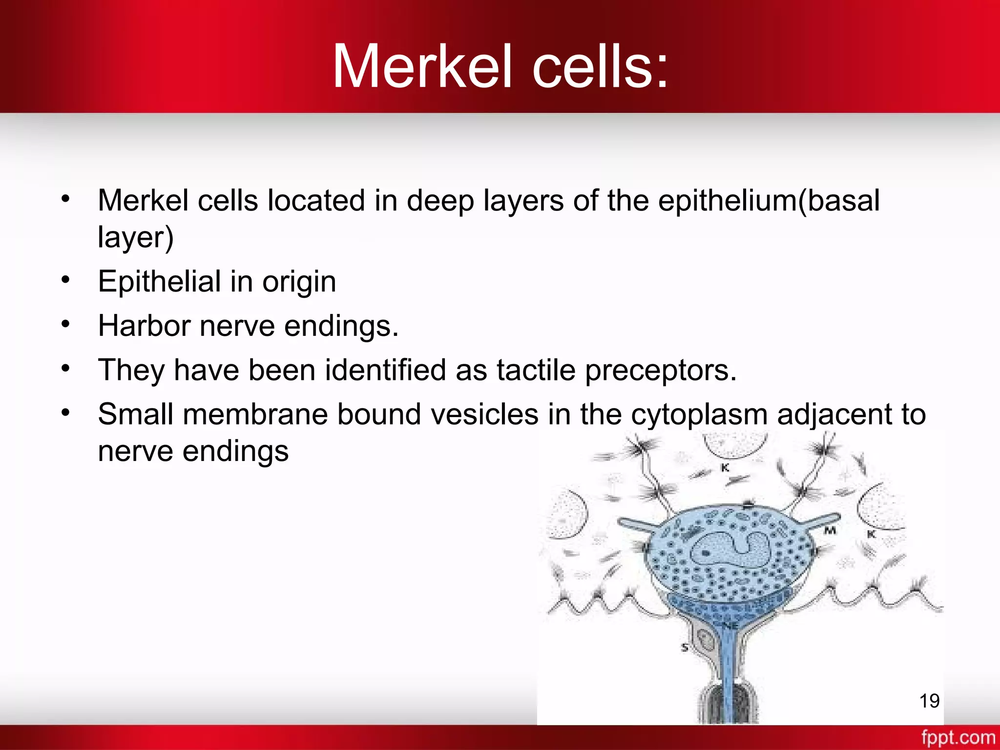 Gingiva in health and disease | PPT