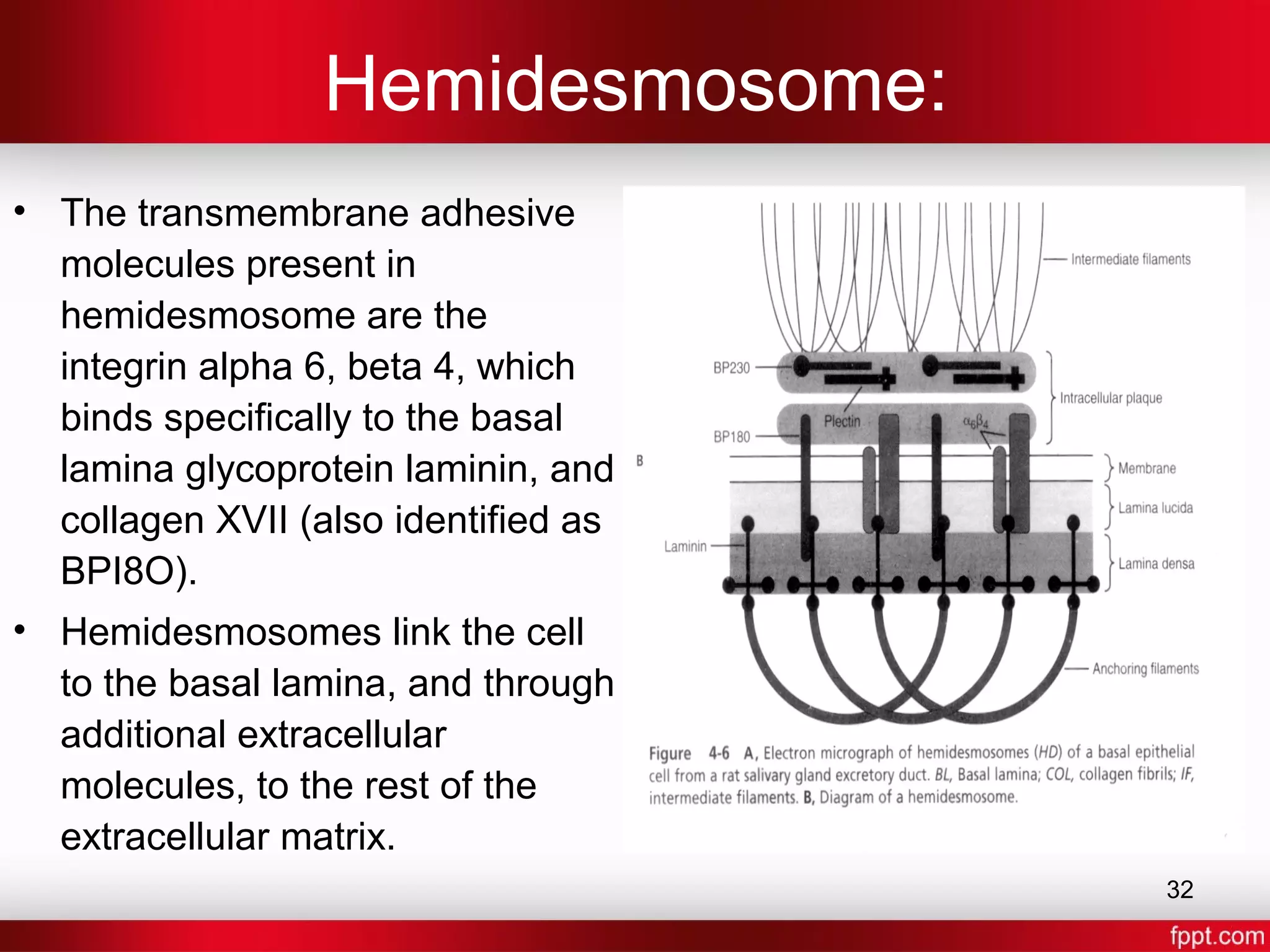 Gingiva in health and disease | PPT