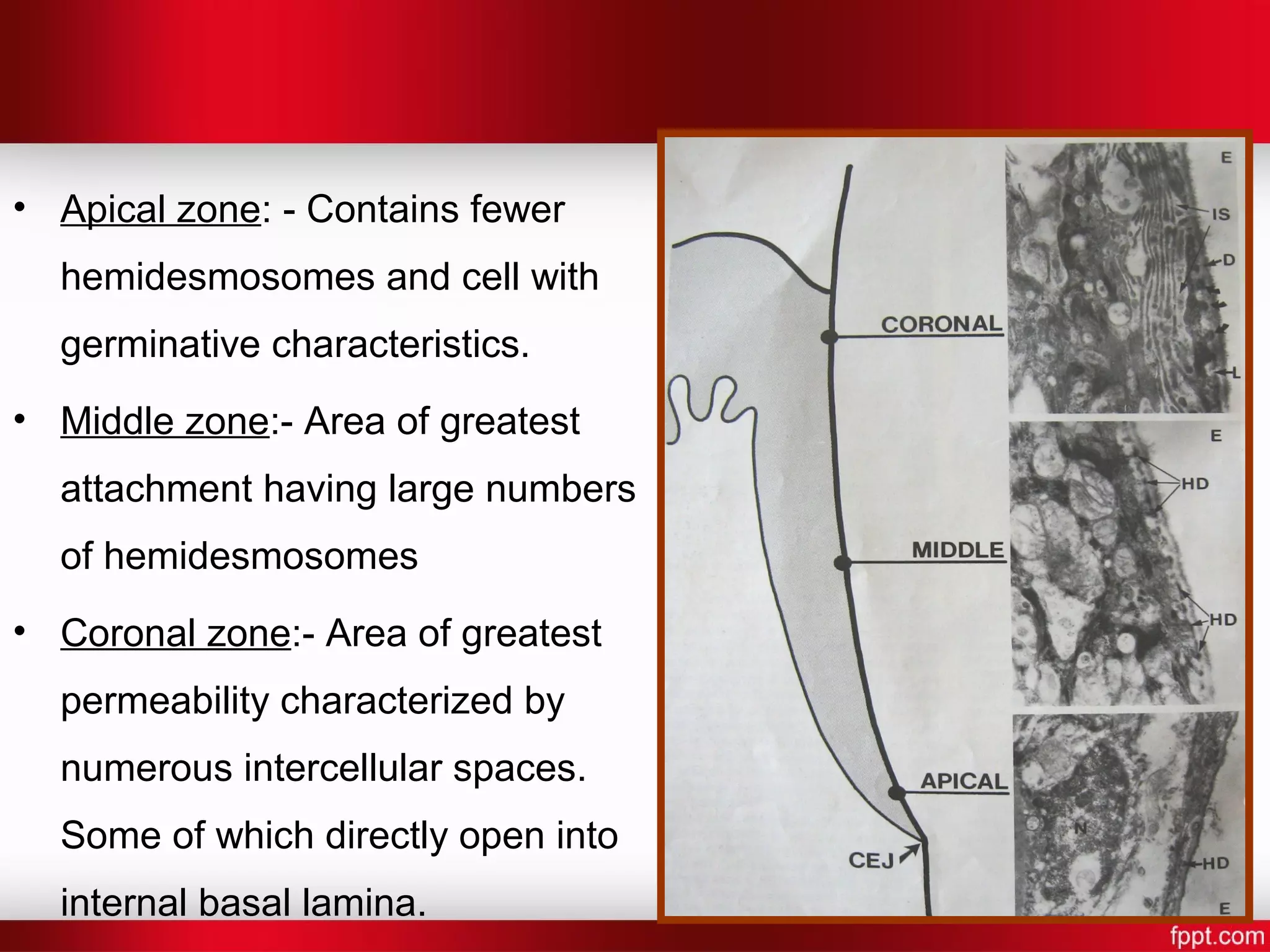 Gingiva in health and disease | PPT