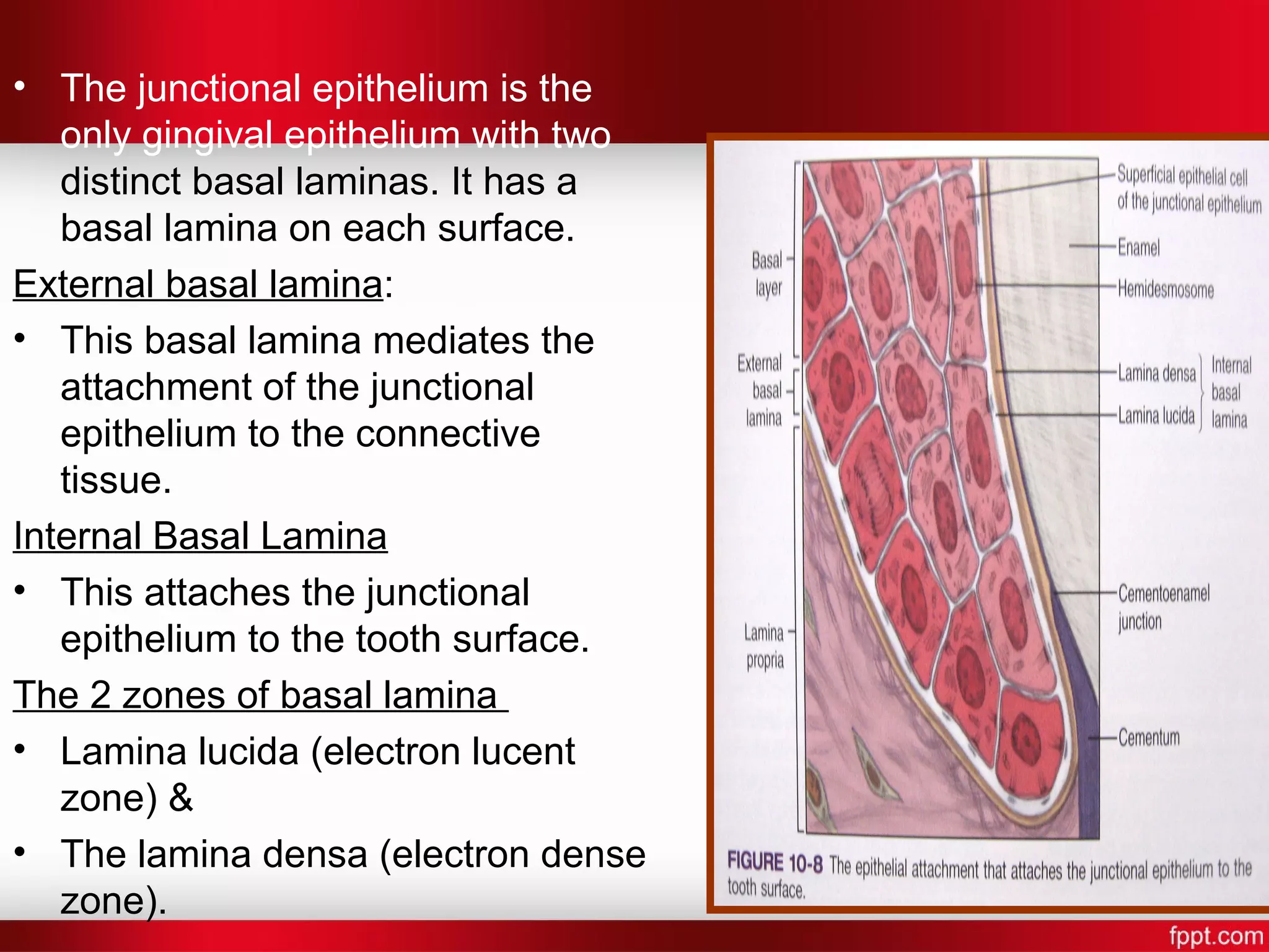 Gingiva in health and disease | PPT
