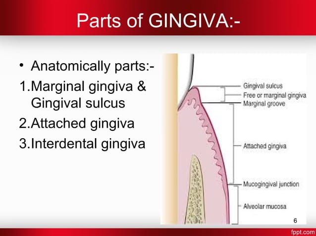Gingiva in health and disease | PPT
