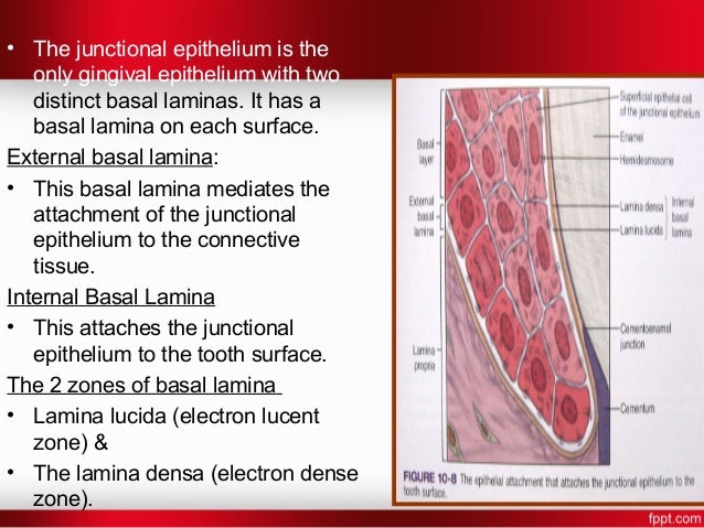 Internal Basal Lamina Chapter 2: Epithelial Tissue – Histology: An