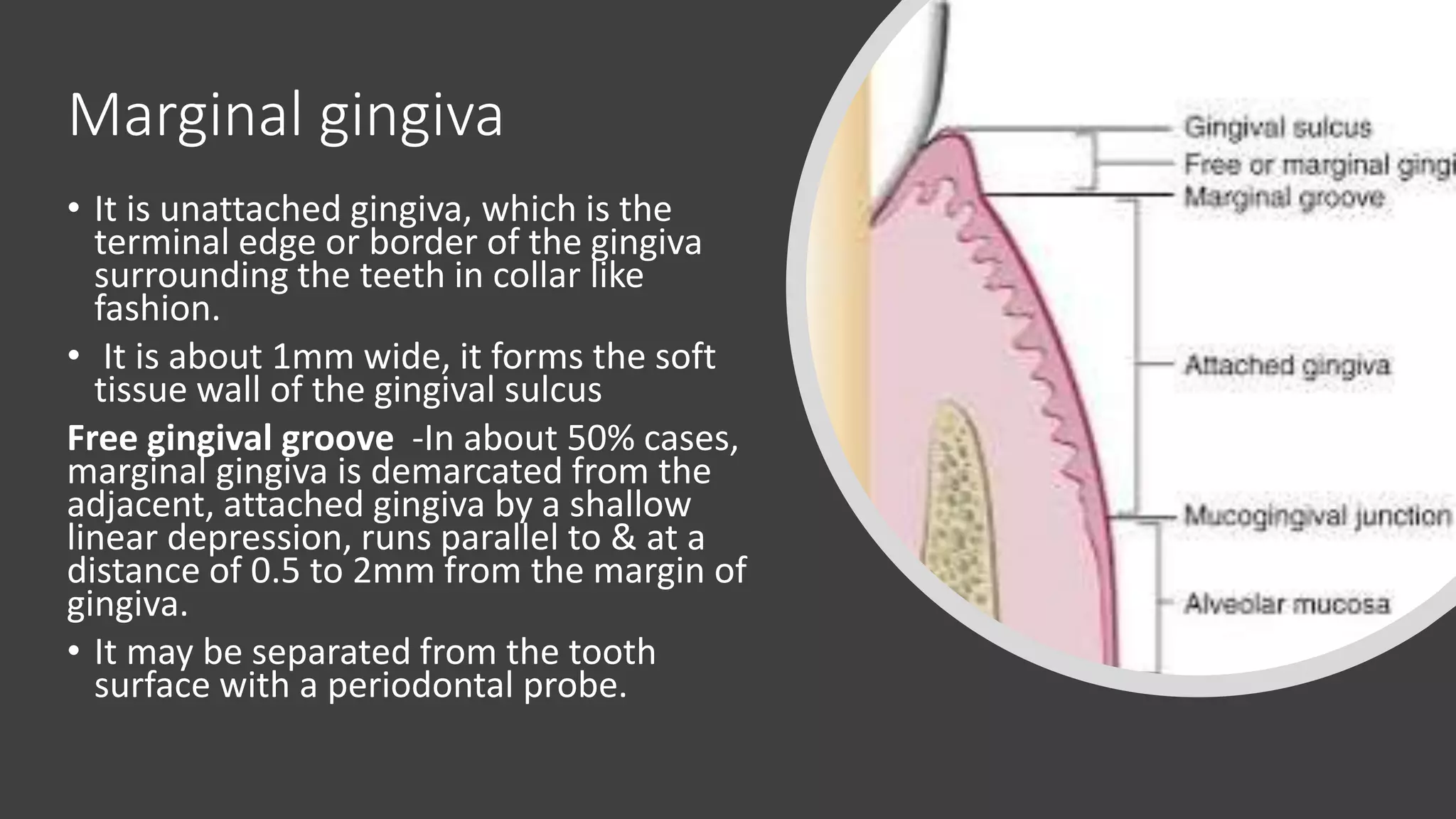 Gingiva in health and disease | PPTX
