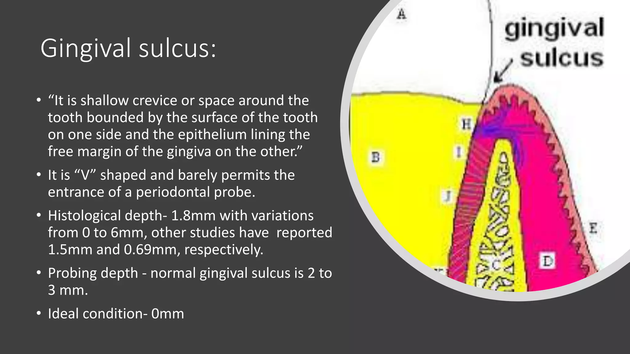 Gingiva in health and disease | PPTX