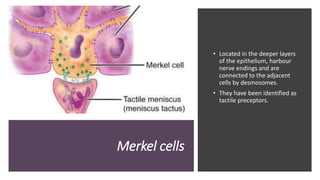 Gingiva in health and disease | PPTX